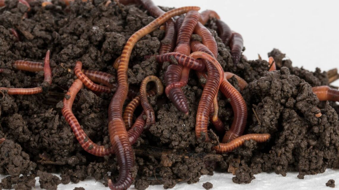 How to Make the Best DIY Worm Bin