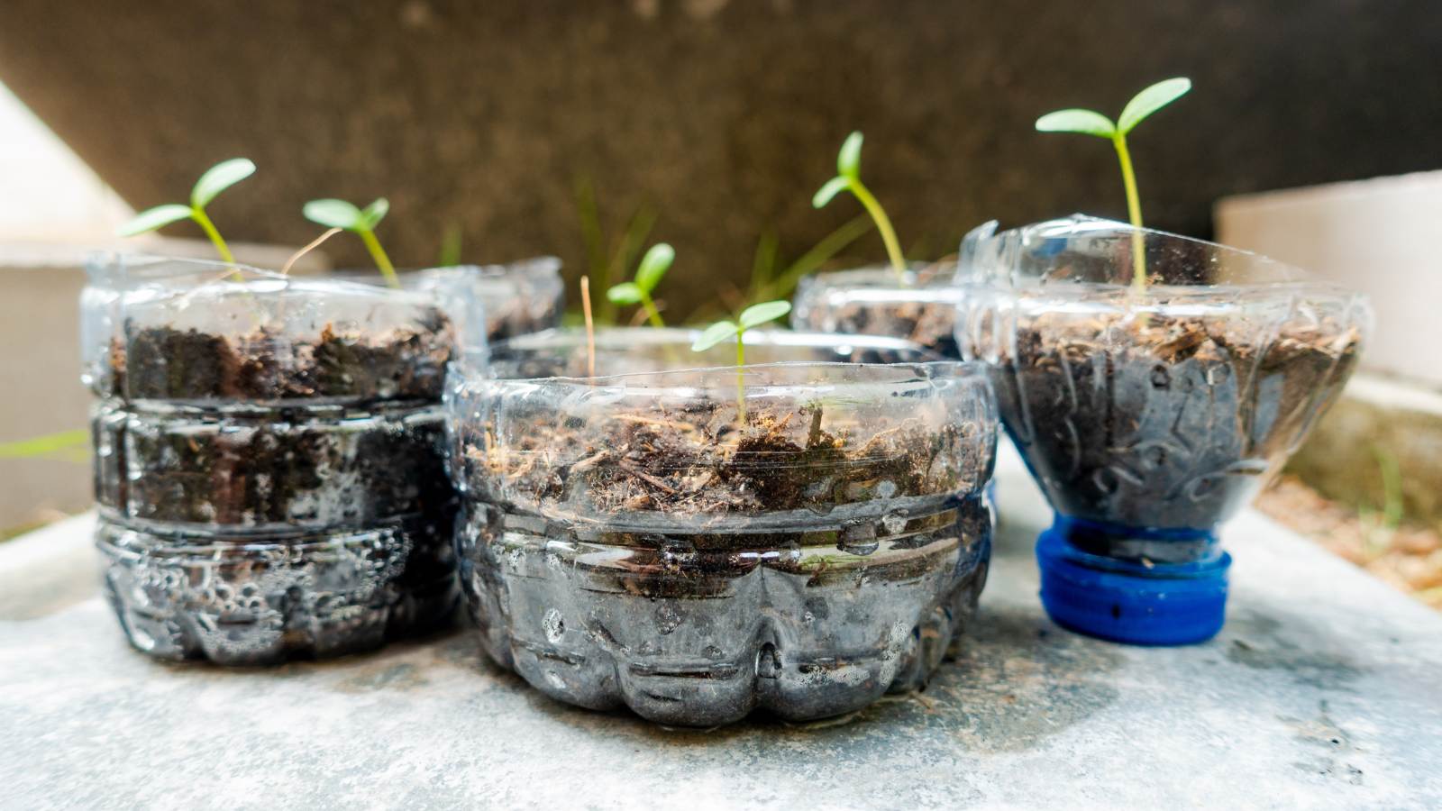 10 Creative Recycled Seedling Pots to Try