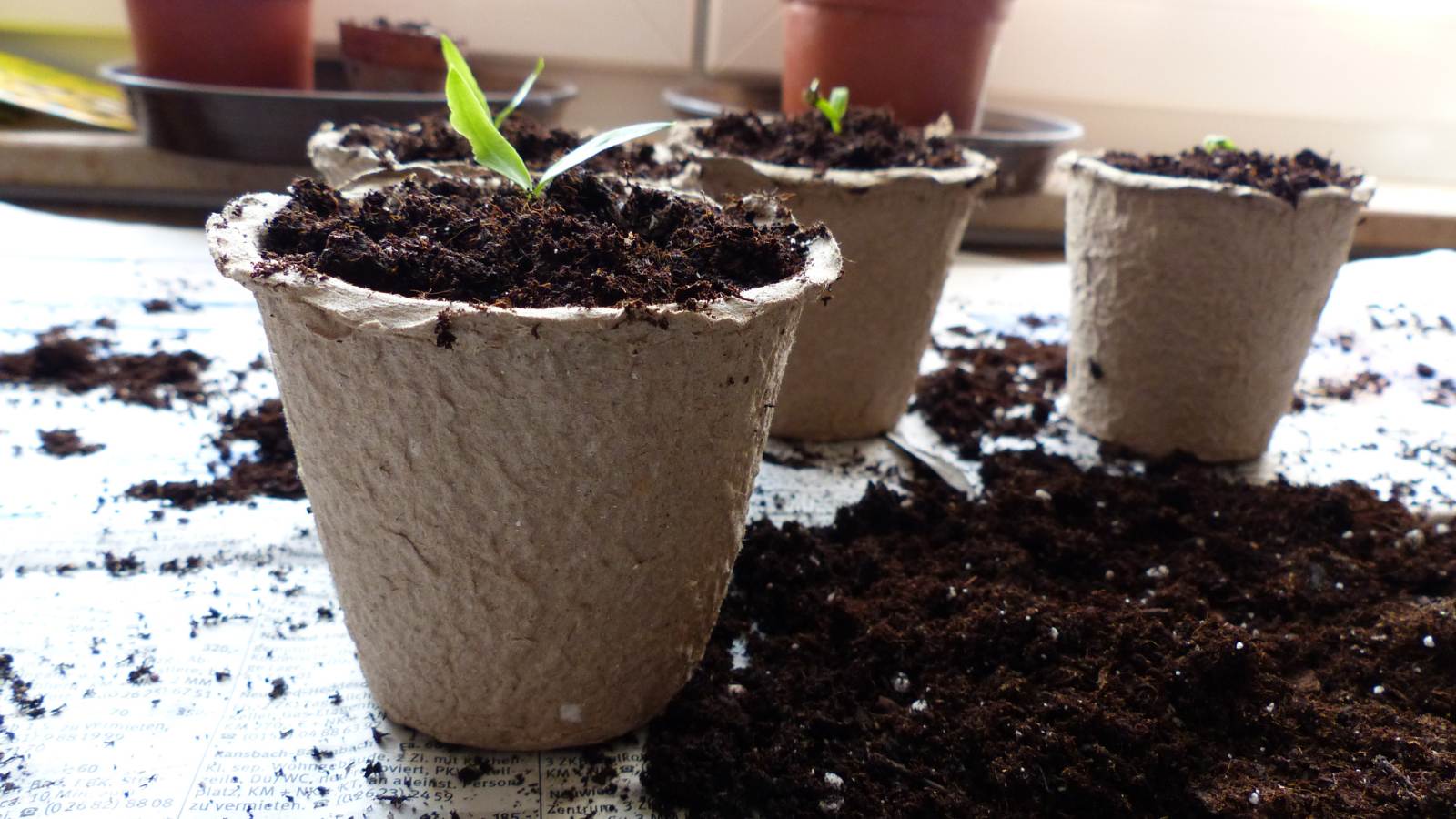 10 Creative Recycled Seedling Pots to Try