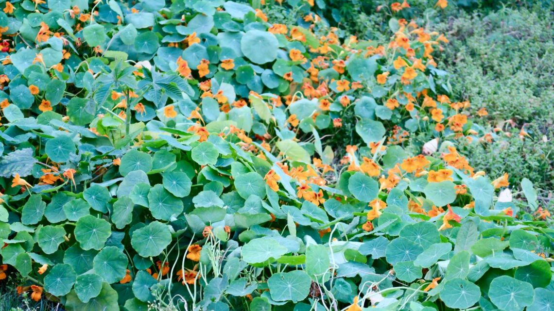 Vegetable Companion Planting Guide: Pairings for Success!
