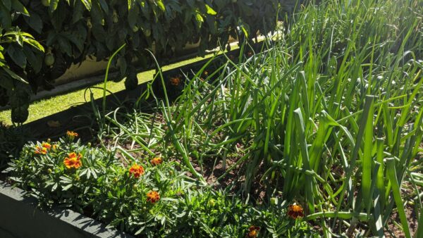 Vegetable Companion Planting Guide: Pairings for Success!