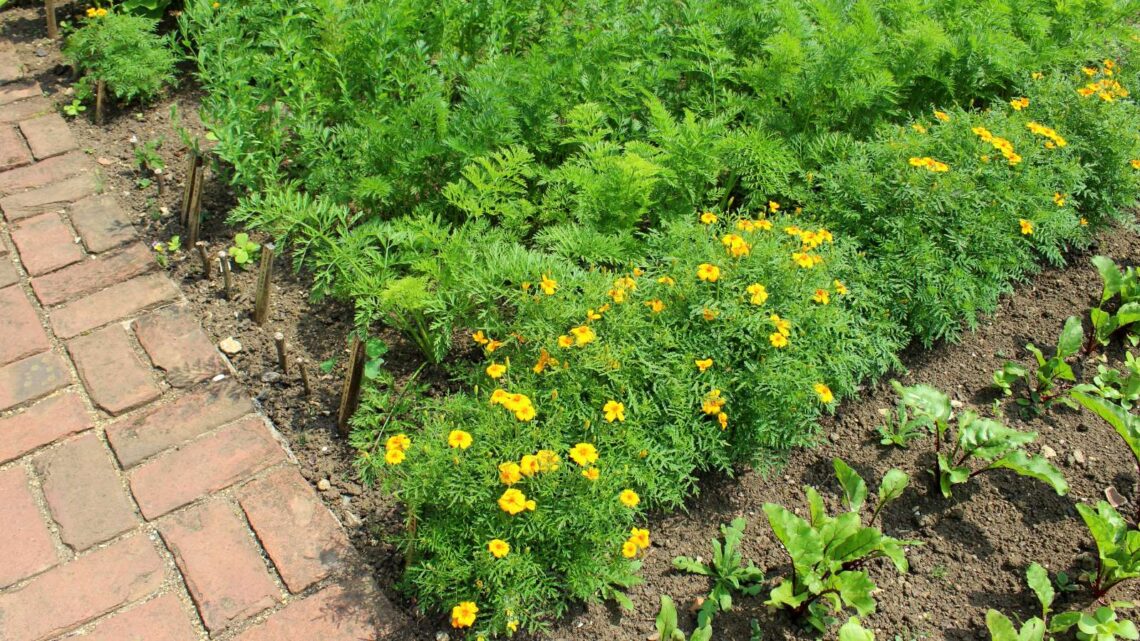 Vegetable Companion Planting Guide: Pairings for Success!