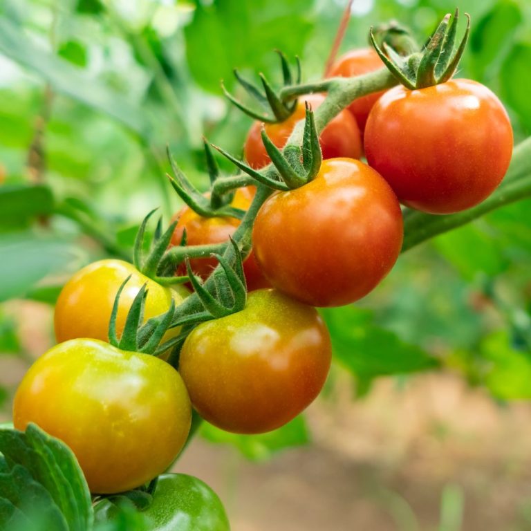5 Best Raspberry Companion Plants: What to Plant & Not Plant