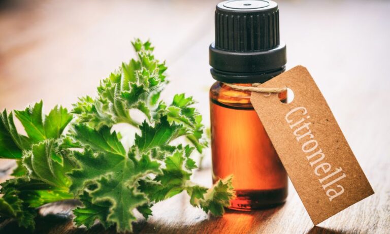 Your Guide to Using Essential Oils for Pest Control