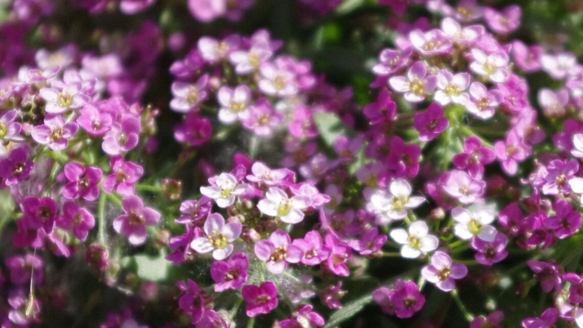 Enhance Your Vegetable Growth by Companion Planting with Edible Flowers ...