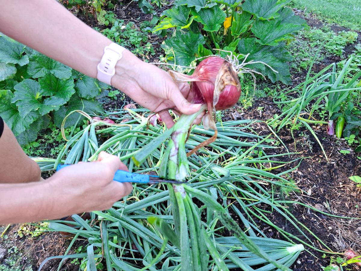 When Are Onions Ready to Harvest? 5 Clear Signs