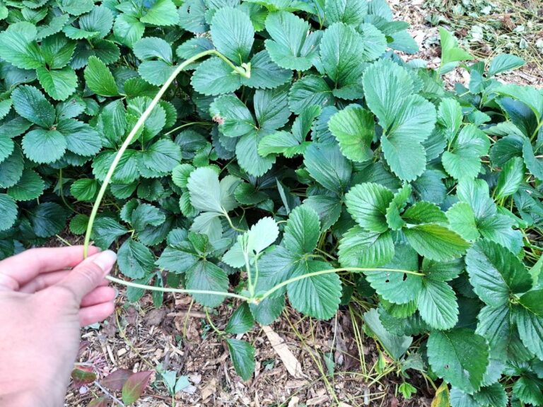 9 Tips for What to Do with Strawberry Runners