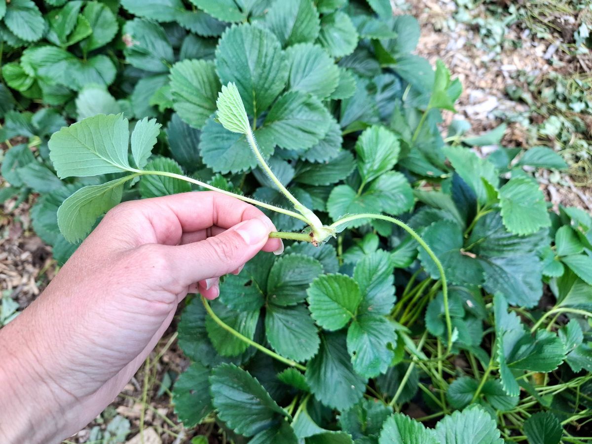 9 Tips for What to Do with Strawberry Runners