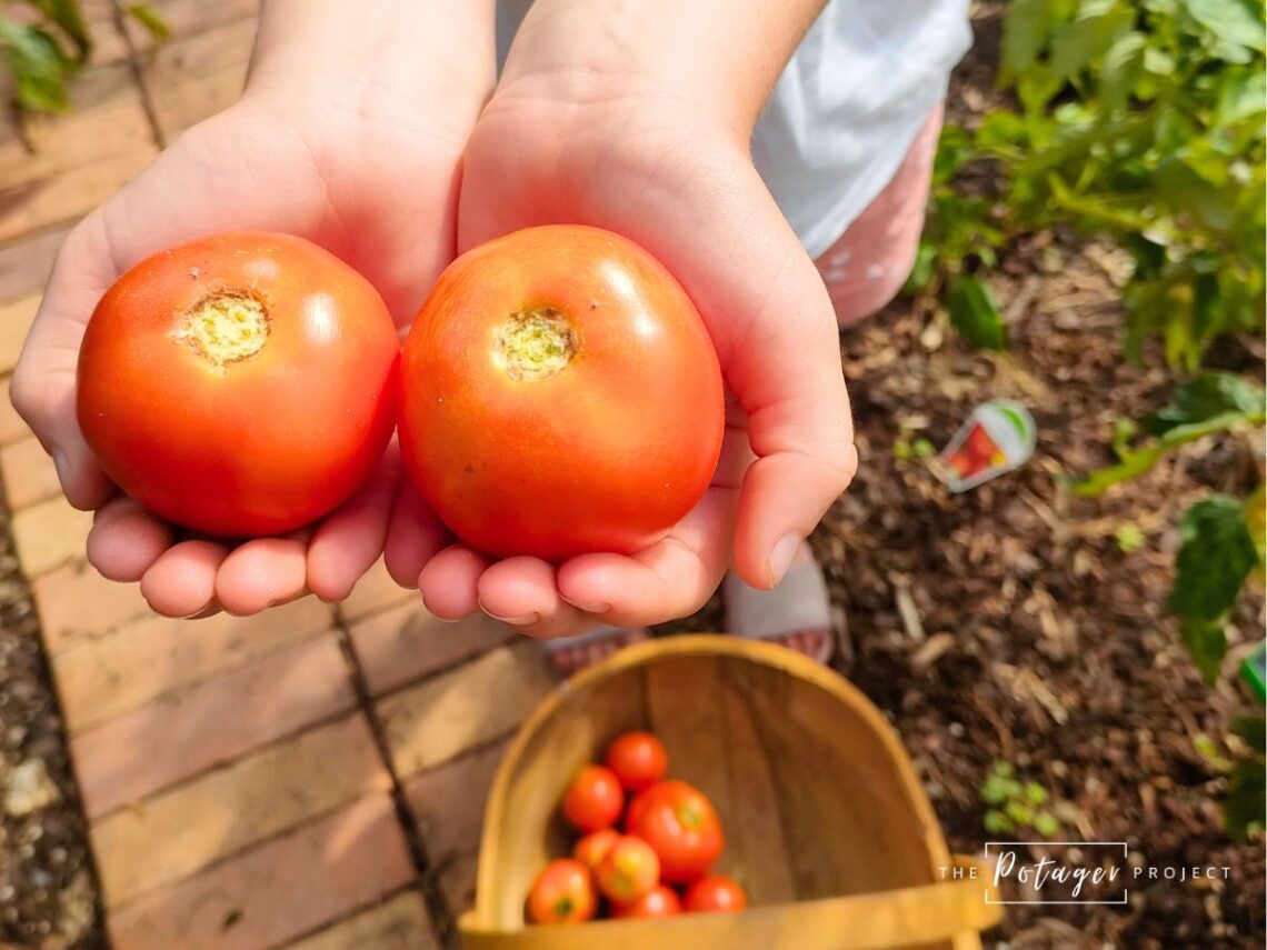 Why Growing Tomatoes from Seed Is Easier Than You Think