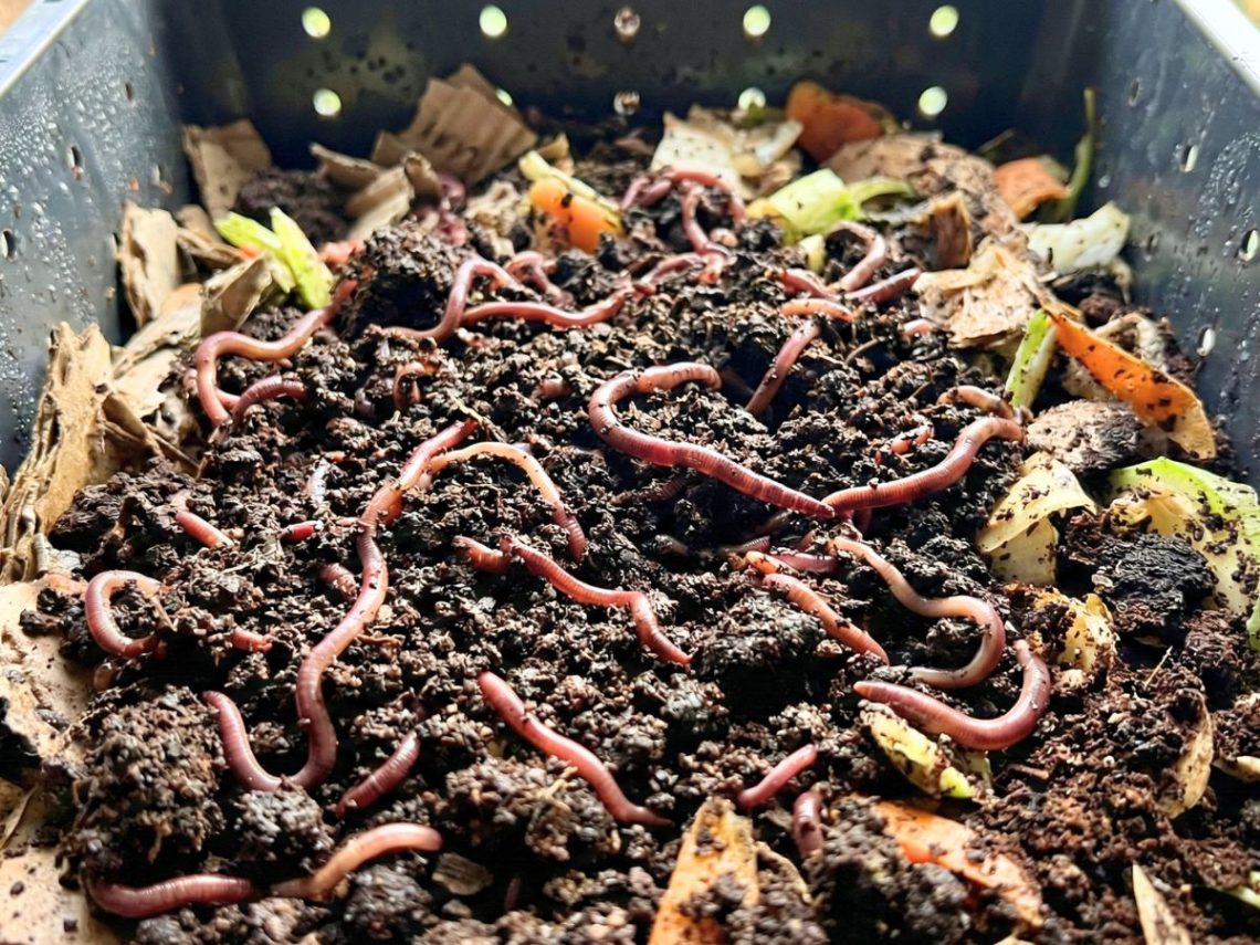 Worm Tea Myths vs. Reality: What Gardeners Are Missing! - The Potager ...